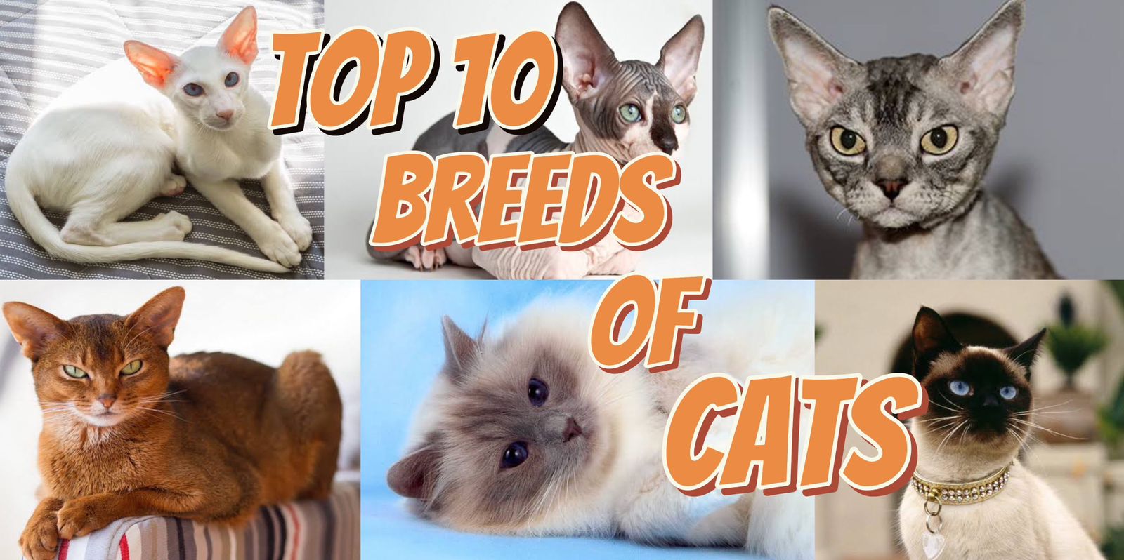 Top Ten Most Popular Cat Breeds In The World - Top Five Tens